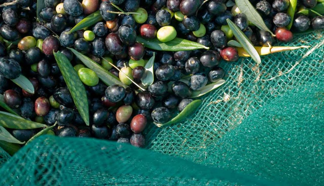 Mini frantoio per olive - Frantoio San Martino