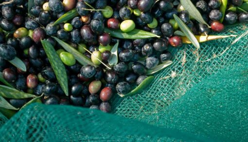 Mini frantoio per olive - Frantoio San Martino